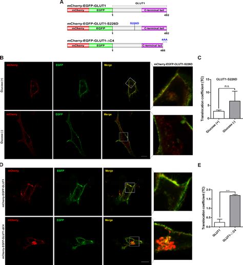 Subcellular Localization Of Mcherry Egfp Glut1 Mutants A Schematic Download Scientific