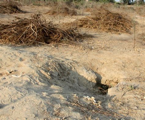 Indian Python Facts And Pictures