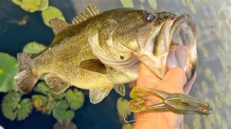 Best Frog Lures For Bass Expert Tested Field And Stream
