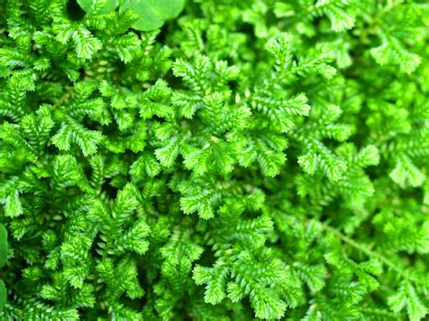 Plantas Pteridofitas Qué Son Tipos Y Ejemplos Resumen