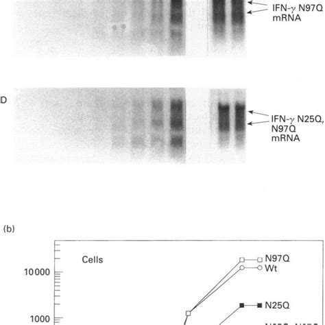 Kineucs Of Ifn Y Mrna Accumulation And Ifn Y Protein Download