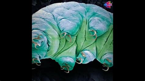 دب الماء اقوي مخلوق علي وجه الارض Youtube