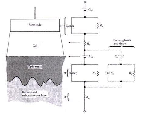 A Body Surface Electrode Is Placed Against Skin Showing The Total Download Scientific Diagram