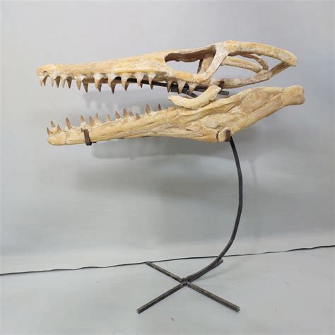 Mosasaur Skull Fossils Mosasaurus Cretaceous Period Marine Reptile Skull