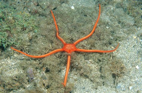 Ruby Brittle Star Stock Image C006 5653 Science Photo Library
