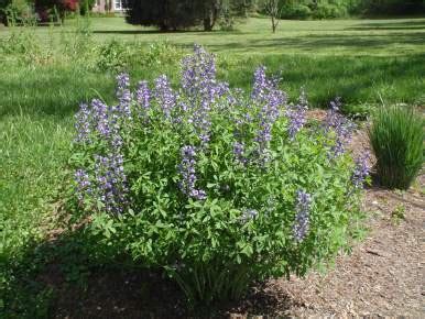 Baptisia Australis Tennessee Smart Yards