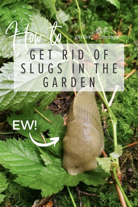 How To Get Rid Of Slugs In The Garden Garden Therapy Getting Rid Of