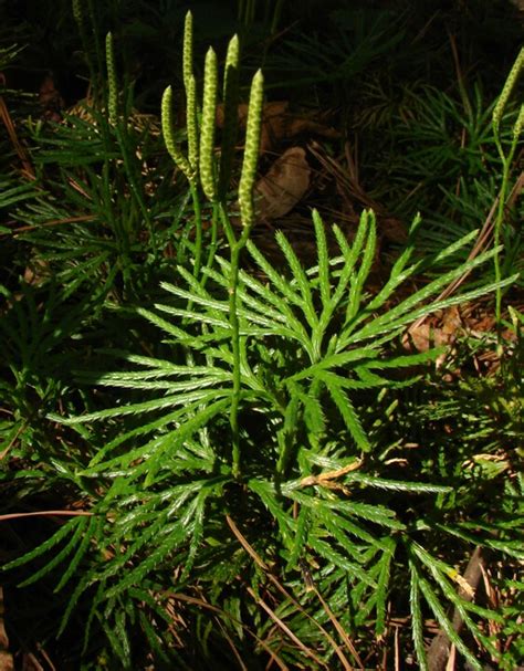 Diphasiastrum Digitatum