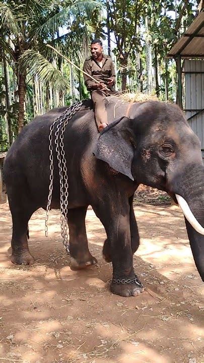 Ethal Elephant Youtube