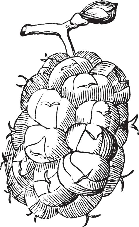 Mulberry Vintage Illustration Engraving Drawing Genus Vector Engraving