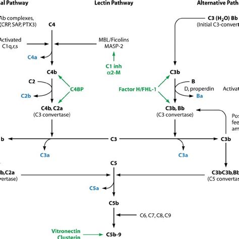 Schematic Representing The Activation Of The Complement Cascade The