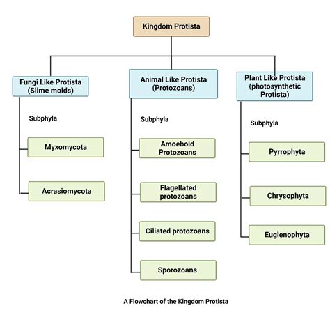 Kingdom Protista Characteristics