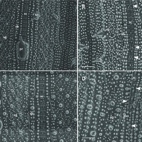 Scanning Electron Micrograph Sem Of Leaf Epidermis 1000×