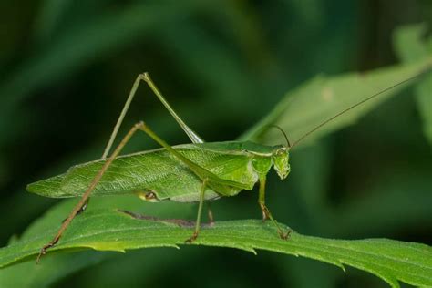 What Do Katydids Eat Diet Care And Feeding Tips