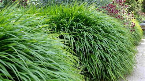 How To Plant Grow And Care For Hakone Grass Complete Guide