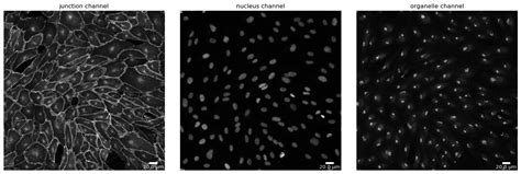 Python Segmentation Api — Polarityjam Documentation