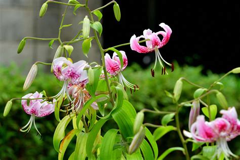 7 Different Types Of Lilies For An Elegant Garden