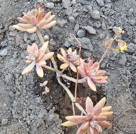 Modified Leaves And Their Functions