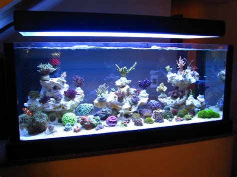 Build Thread Manochio Reef Closed Loop System Reef2reef