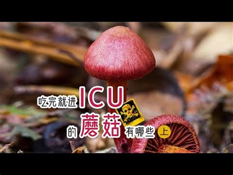 科普一下icu蘑菇：大青褶伞，鹅膏菌，盔孢伞，丝盖伞，丝膜菌【泡泡的梦想家园】 Youtube