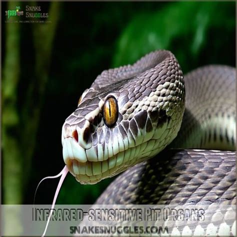 Reticulated Python Earths Longest Snake Monster Of Southeast Asia