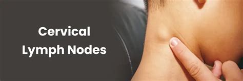 All About Cervical Lymph Nodes Essential Guide
