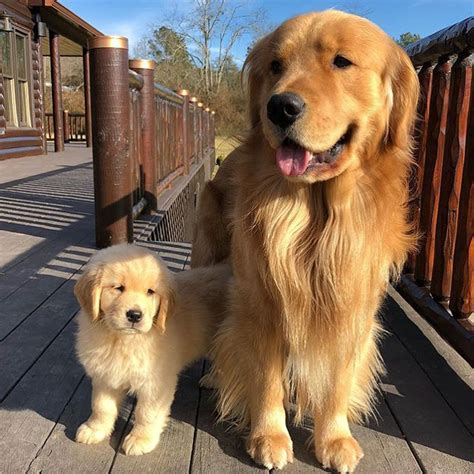 10 Adorable Big And Little Duo Puppies Animais Animaux Brighton