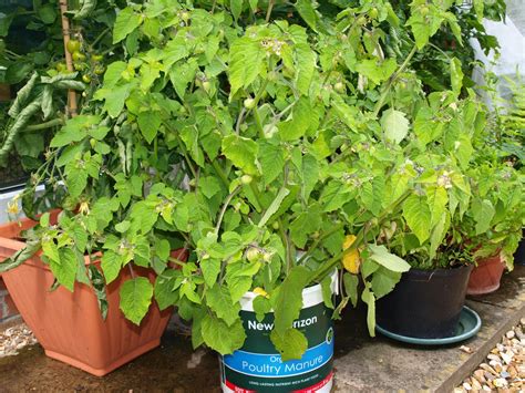 Marks Veg Plot Physalis