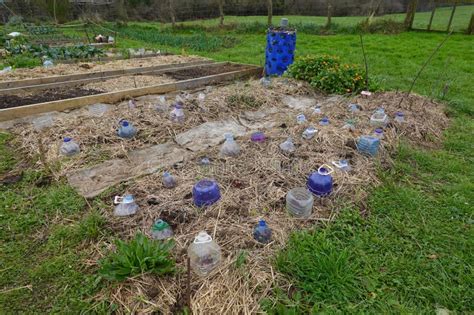 Protecting Vegetable Garden Seedlings Using Recycled Plastic Bottles
