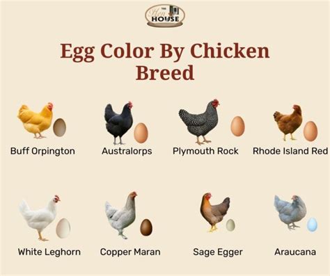 Chicken Egg Color Chart With Pictures