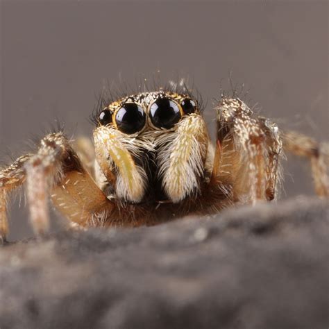 What Do Jumping Spiders Look Like