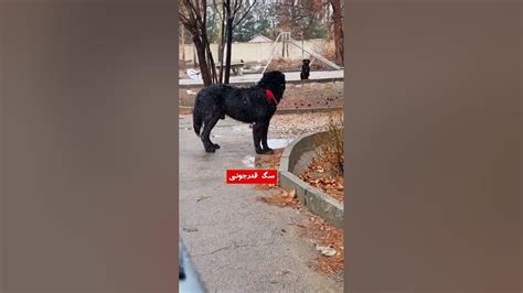 سگ سگهایقهرمان سگنگهبان سگقدرجونی سگقهدریجانی Youtube