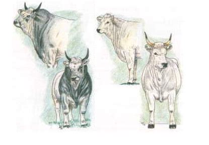 Romagnola Cattle Farmerdb