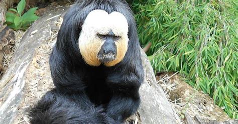 Grumpy Cats Got Nothing On This Guy Imgur Grumpy Cats Got Nothing On This Guy Imgur