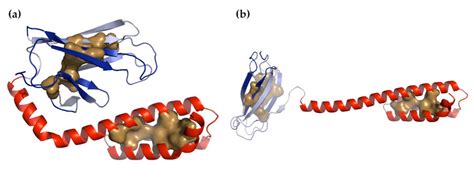 The Compact And Extended Forms Of The Hsp70 Substrate Binding Domain