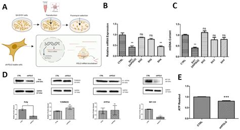 Knockdown Of Polg Mimics The Neuronal Pathology Of Polymerase γ