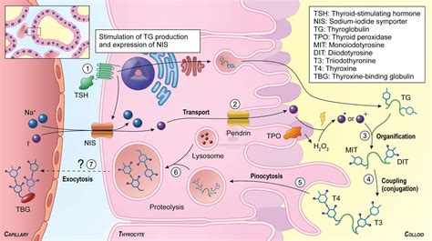 Pharmacology Of Thyroid Drugs An Overview Pharmacology Mentor