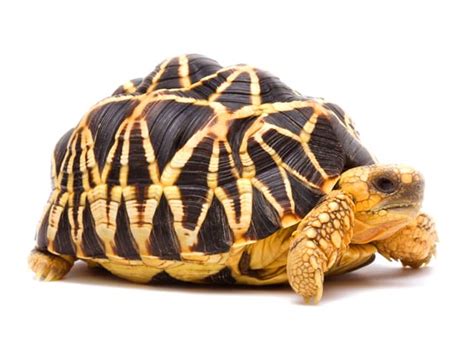 Burmese Star Tortoise