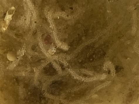 Id On A Weird Egg Cluster Rreeftank