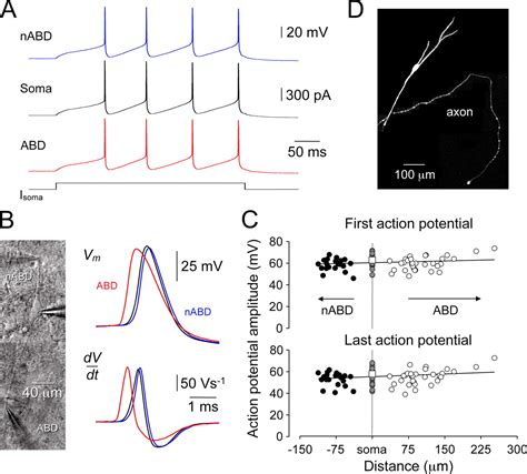 Action Potential Steps In Neurons