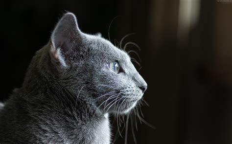 4k Grey Cat Hd Wallpaper Rare Gallery