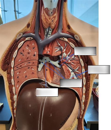 Respiratory 6 Diagram Quizlet Respiratory 6 Diagram Quizlet