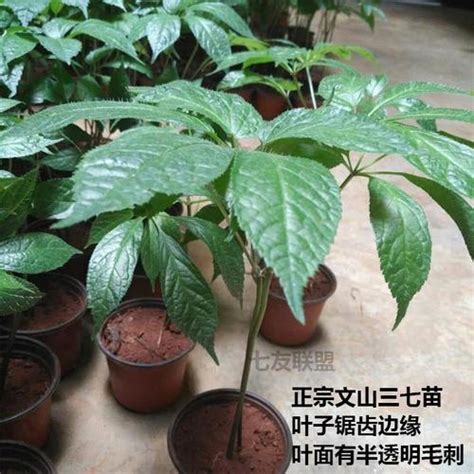 竹节三七图片植物图片三七图片植物图片大山谷图库