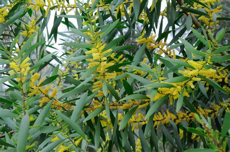 Acacia Lonolia Sydney Golden Wattle