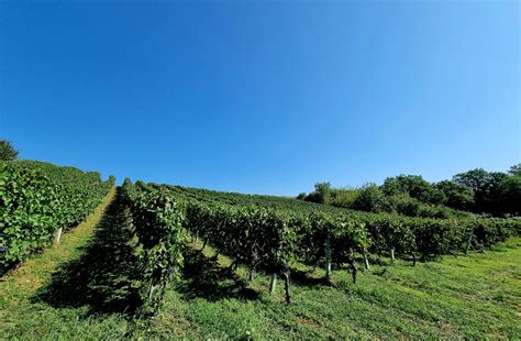 Spanoudis Ventum Merlot Kilkis Wineries