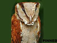Birds Of The World Barn Owls Tytonidae