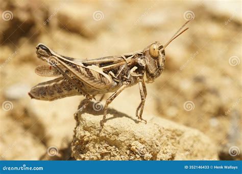 A Grasshopper Is Sitting On A Blade Of Grass Small Green Grasshopper Green Background Stock