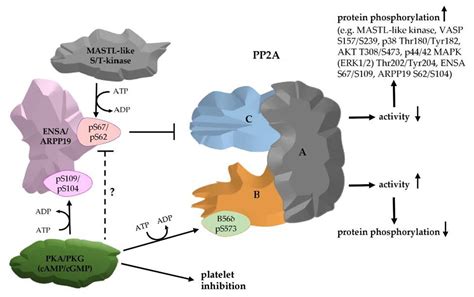 Cells Free Full Text The Cell Cycle Checkpoint System Mastl Ensa