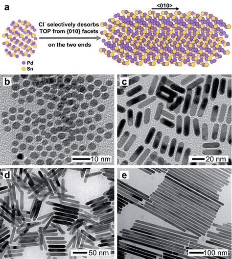 A Schematic Illustration Showing The Anisotropic Growth Of Orthogonal Download Scientific
