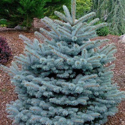 Mahoneys Garden Centers Dwarf Blue Spruce Sester 6 05 28 2023